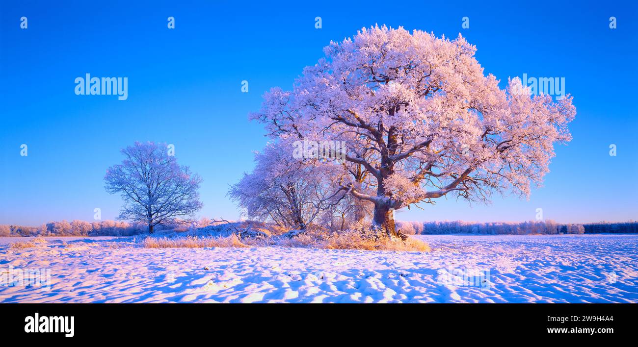 Oak tree with rime Stock Photo - Alamy