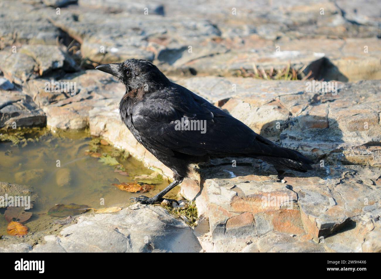 American Crow at a puddle along the coast of Maine Stock Photo - Alamy