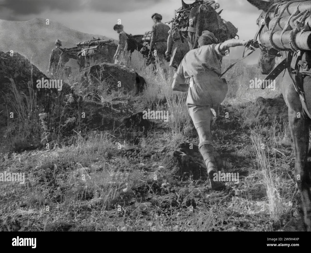 Highlanders of the British Army with captured German mules making their ...