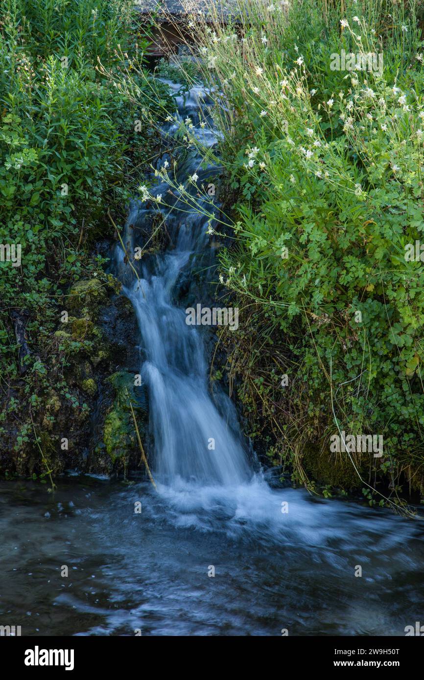 Wildflowers in bloom at Cascade Springs on Mt. Timpanogos in the Uinta ...