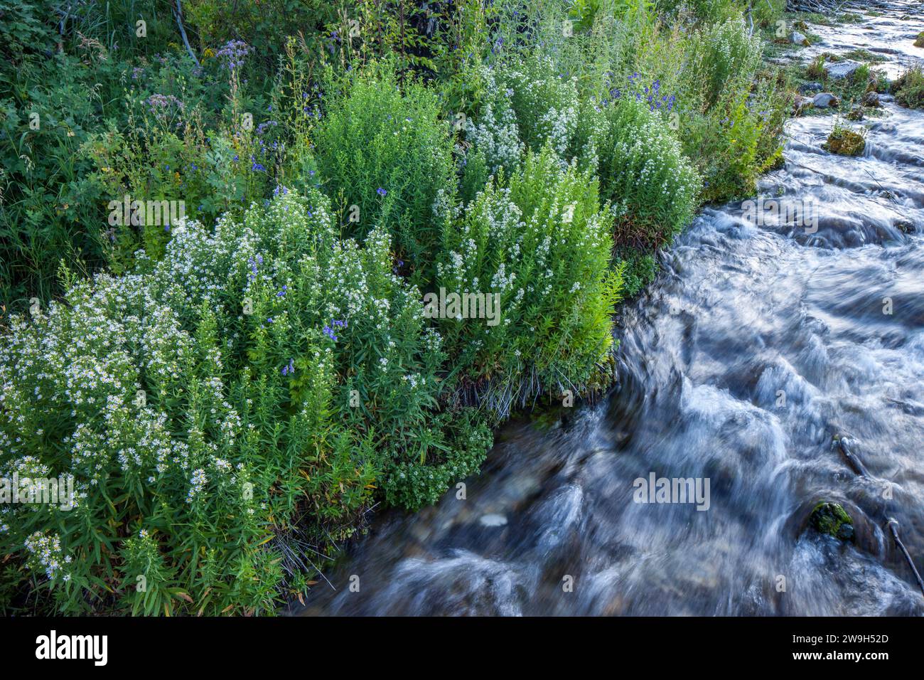 Wildflowers in bloom at Cascade Springs on Mt. Timpanogos in the Uinta ...