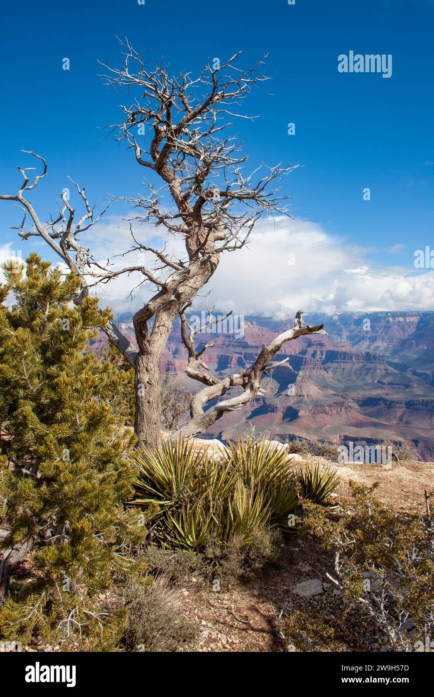 A dead pinyon pine snag on the rim of the canyon in Grand Canyon ... A dead pinyon pine snag on the rim of the canyon in Grand Canyon ...