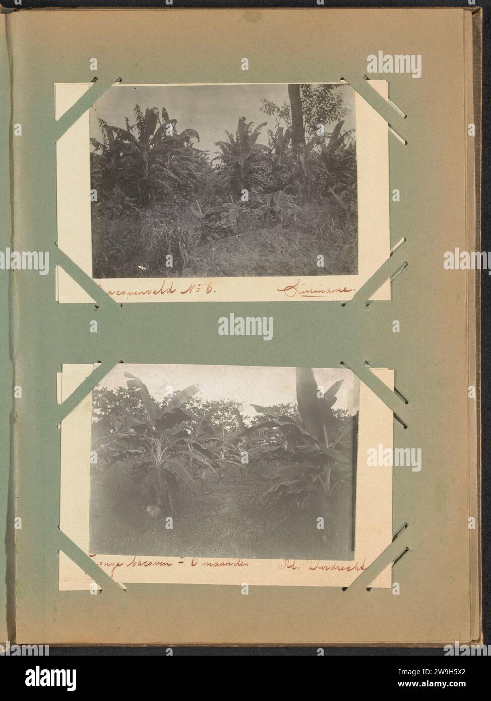 Banana trees on Plantage Dordrecht, Anonymous, c. 1912 - c. 1913 ...