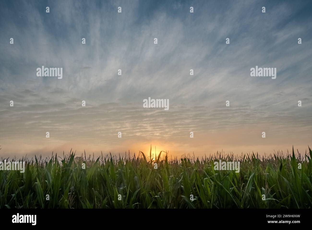 Life cycle of corn hi-res stock photography and images - Alamy