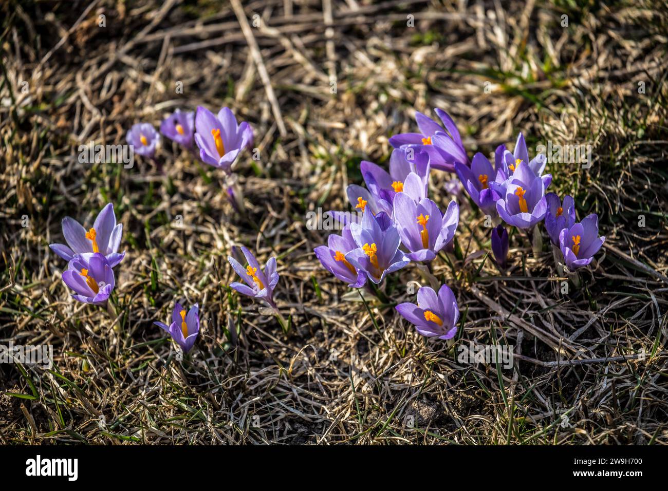 The beauty of untouched wilderness showcased in a panoramic mountain spectacle Stock Photo - Alamy