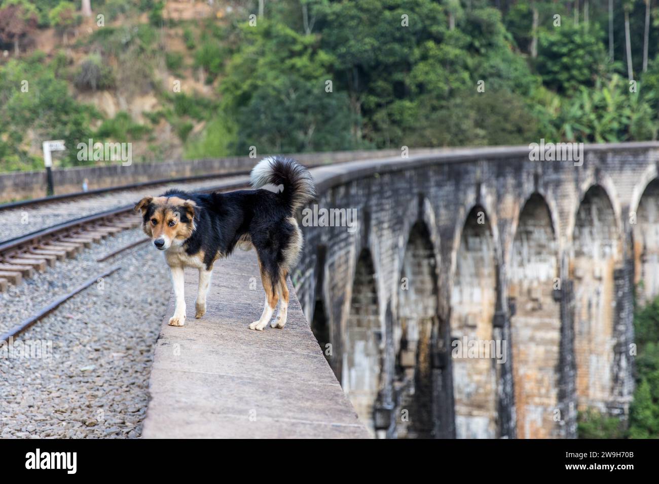 Nine Arch Bridge Demodara, Sri Lanka Stock Photo - Alamy