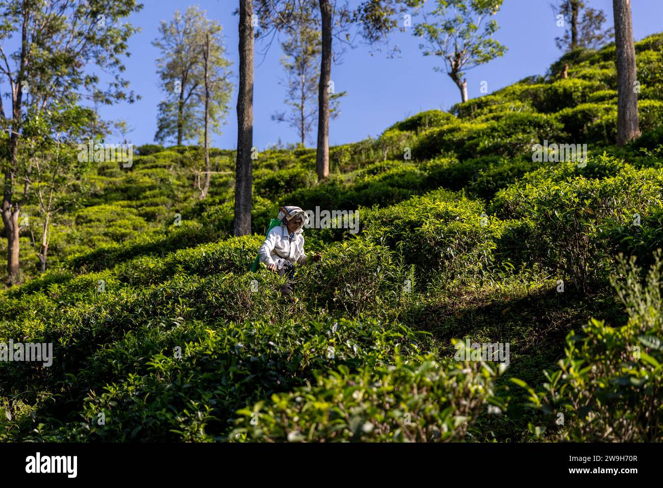 Tea plantations in Sri Lanka Stock Photo - Alamy