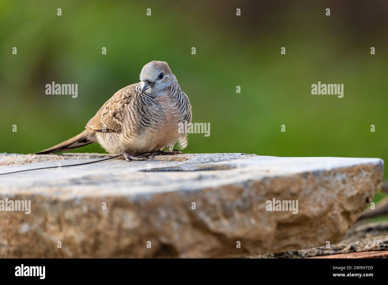 Vietnam birds hi-res stock photography and images - Alamy