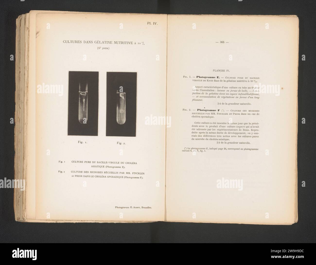 Two scientific recordings of cholera in gelatin, Émile van Ermemgem, c ...