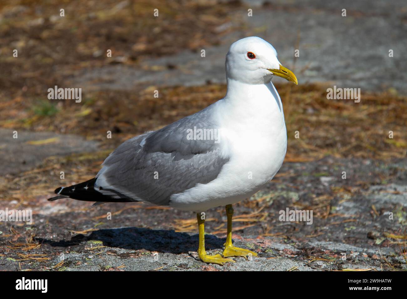 Common gull sitting on a rock on island in summer in Finland Stock ...