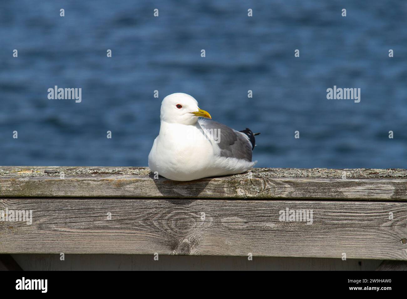Common gull sitting on a pier of an island in summer in Finland Stock ...