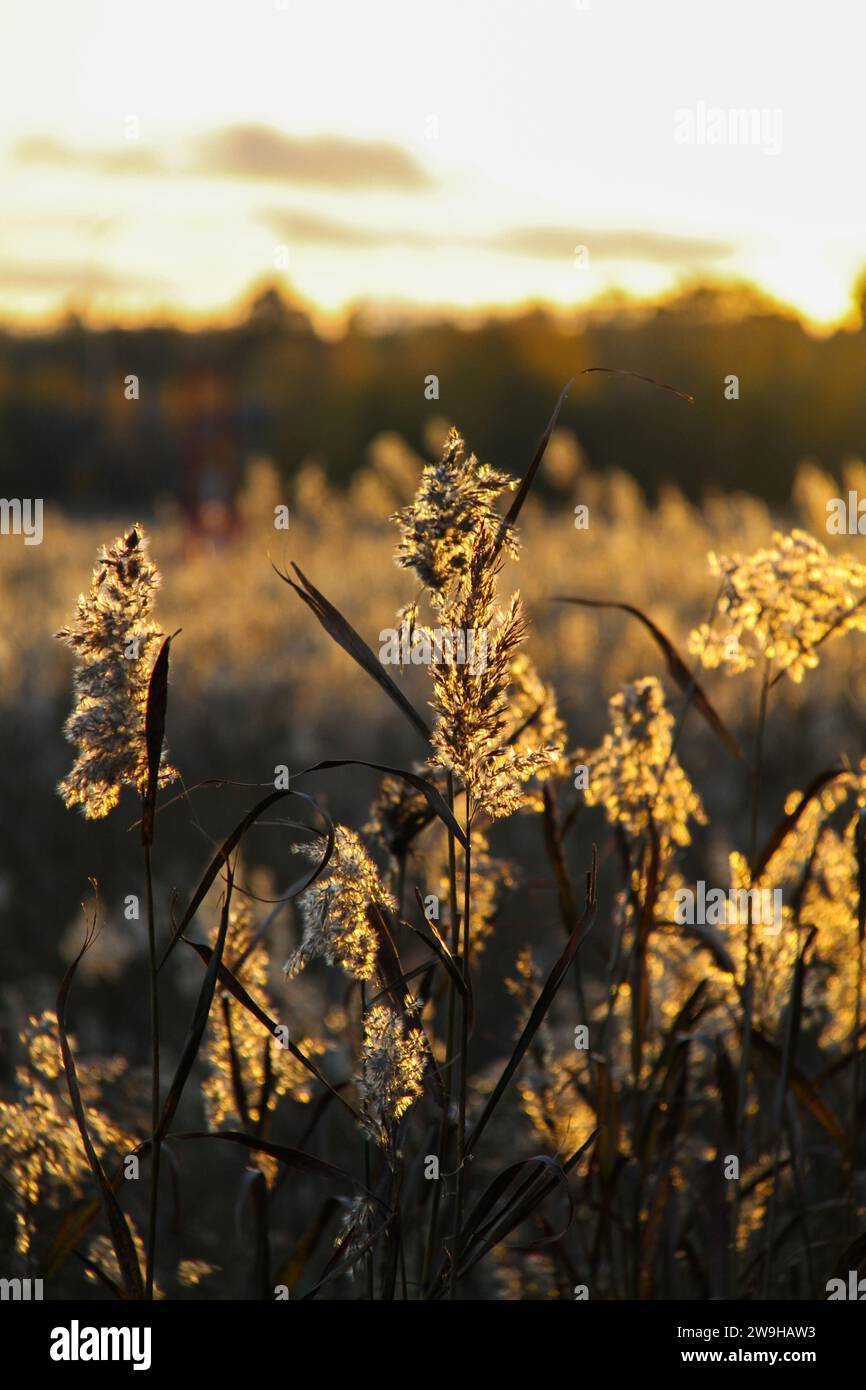Beatiful photo of reed plants in a beatiful sunset in a beach in ...