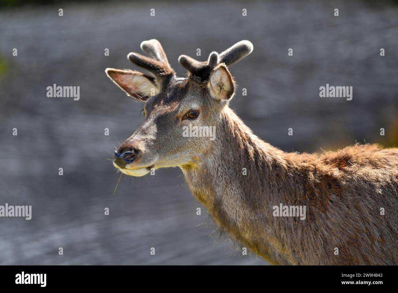 British native deer species hi-res stock photography and images - Alamy