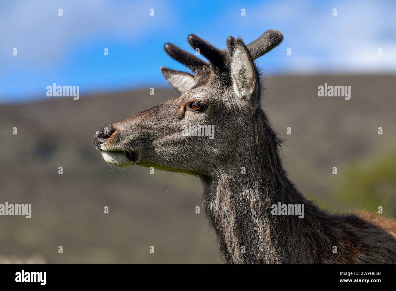 Scottish red deer hi-res stock photography and images - Alamy