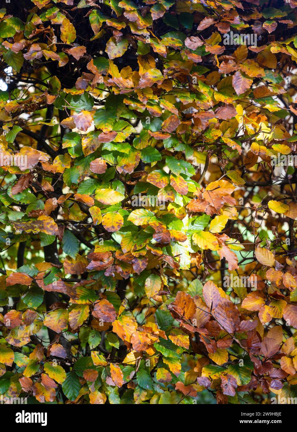 pattern of beech hedge leaves with bright colorful autumn colors in the ...