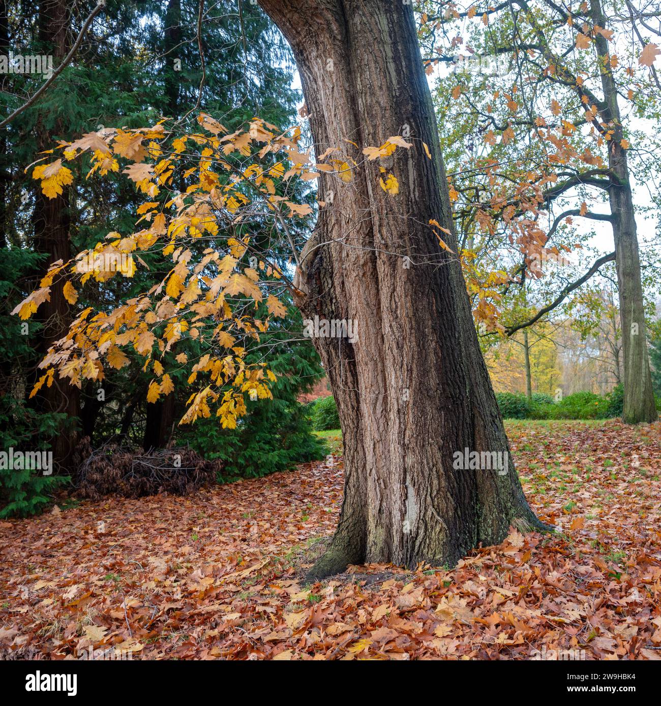 yellow brown oak leaves on tree and on floor of park in dutch autumn ...