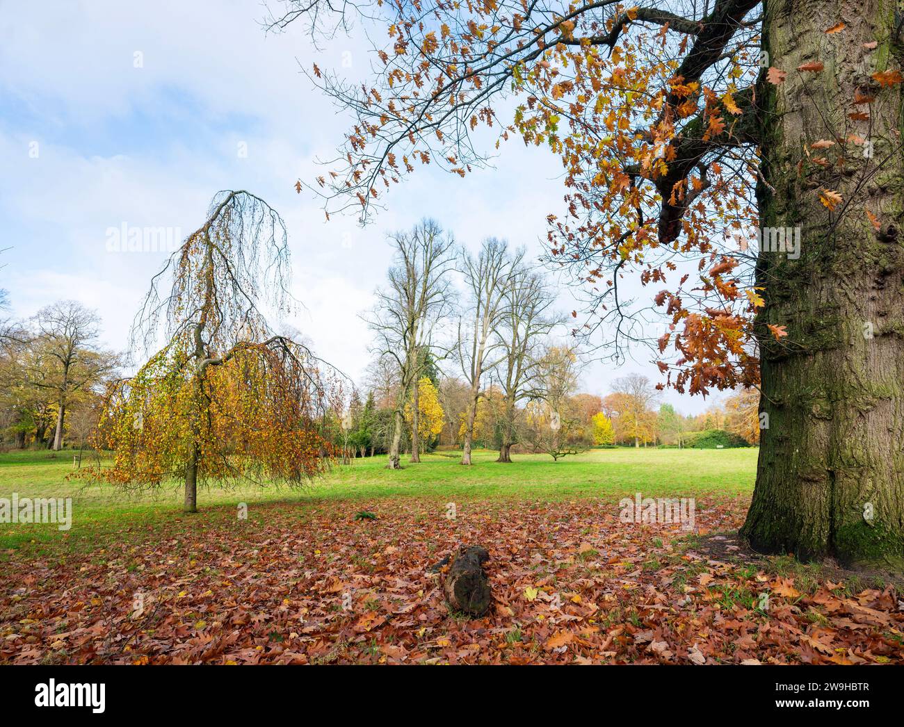 blue sky over trees with colorful fall colors in dutch park near ...
