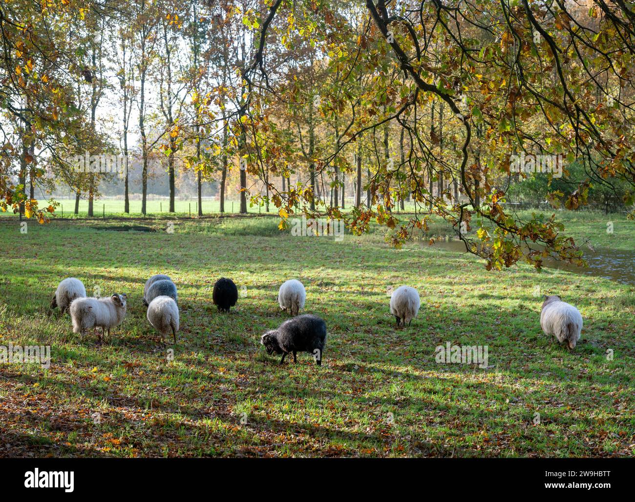 backlit small flock of sheep graze in meadow near utrecht under autumnal oak trees in the ...