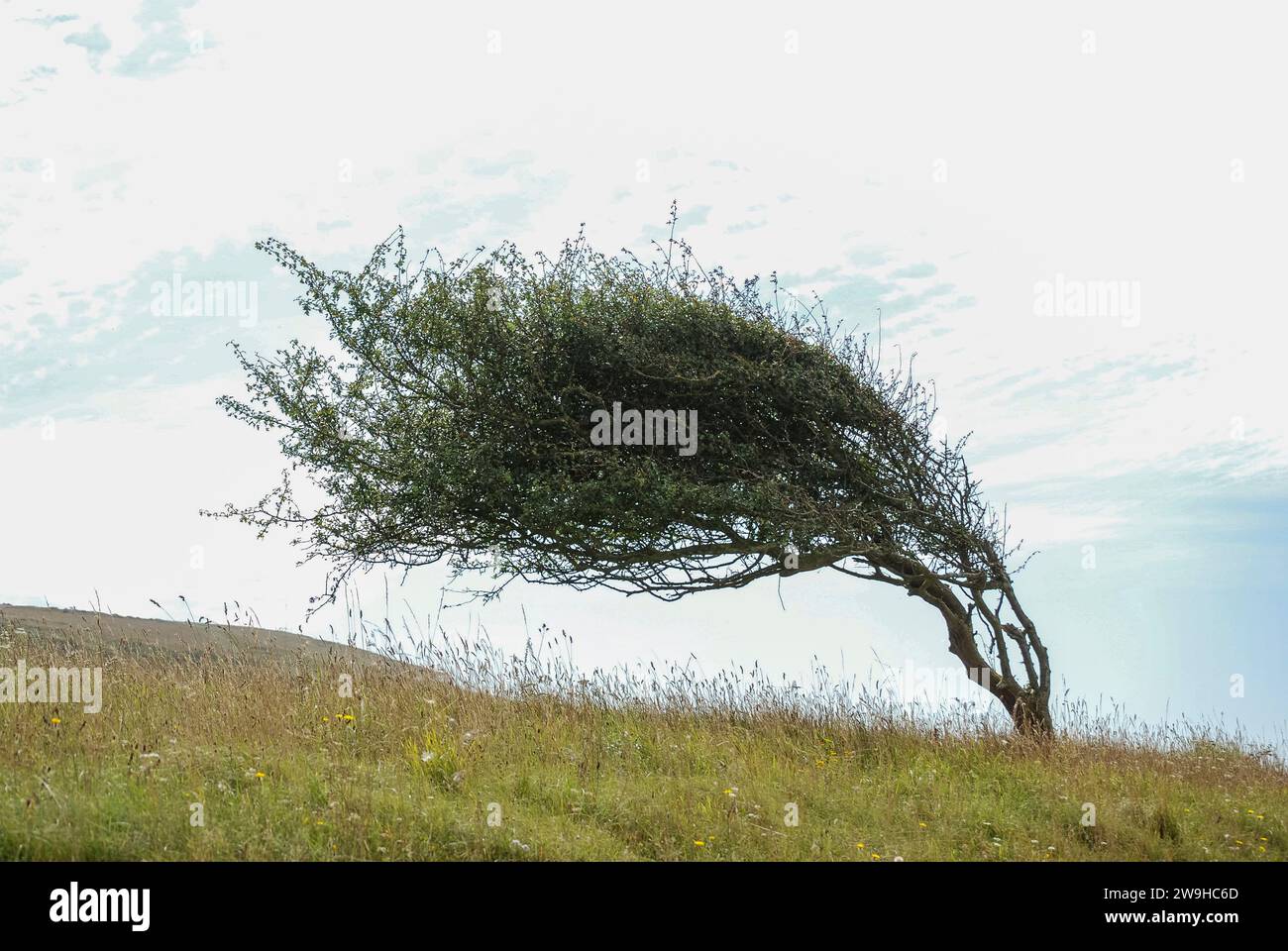 Tree growing on a coastal clifftop bent over by prevailing wind, East ...
