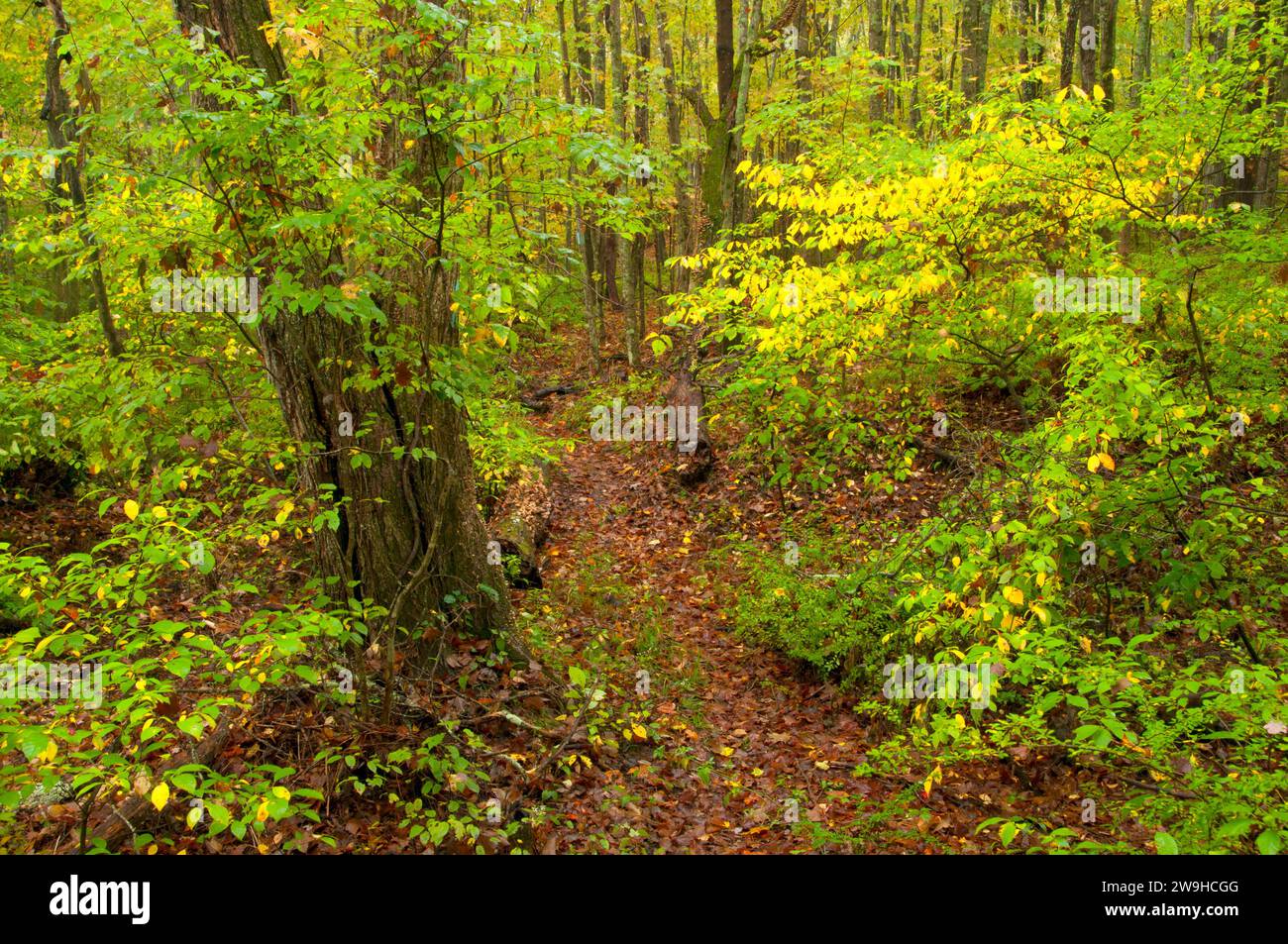 Trails wildlife hi-res stock photography and images - Alamy