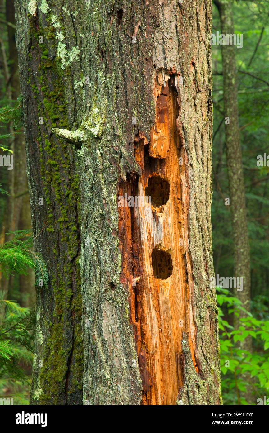 Forest snag along East Ridge Trail, Nipmuck State Forest, Connecticut ...
