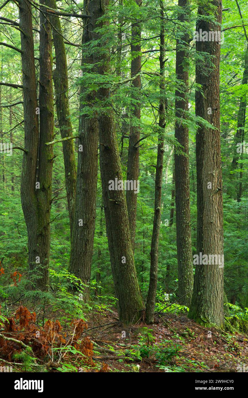 Forest along East Ridge Trail, Nipmuck State Forest, Connecticut Stock ...