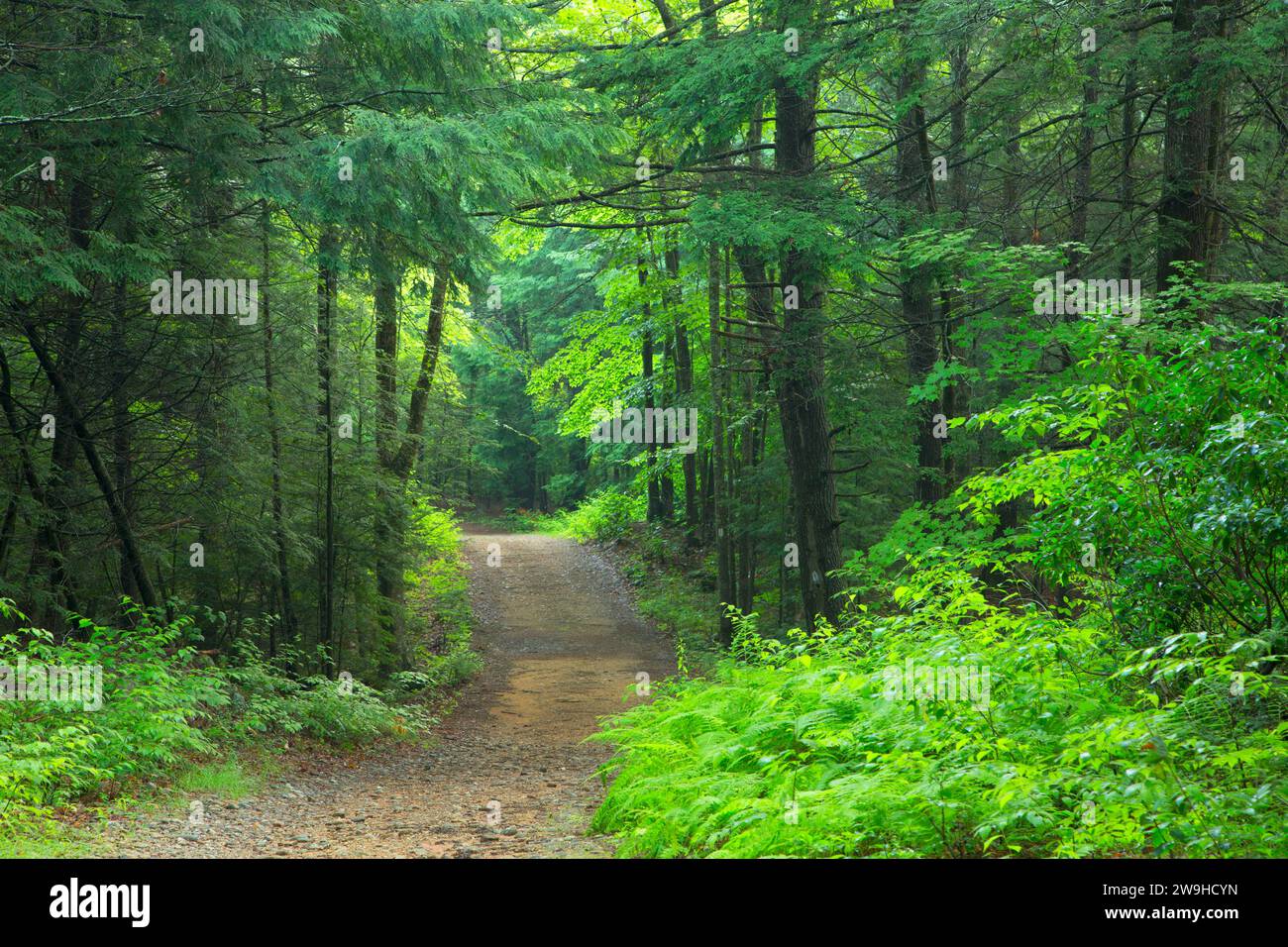 East Ridge Trail, Nipmuck State Forest, Connecticut Stock Photo - Alamy