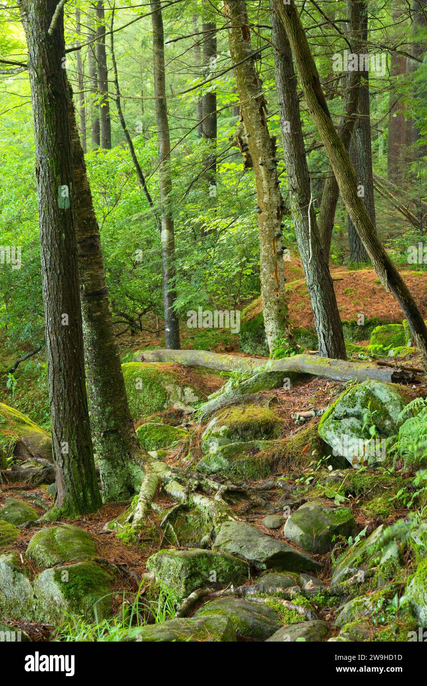 Nipmuck trail hi-res stock photography and images - Alamy