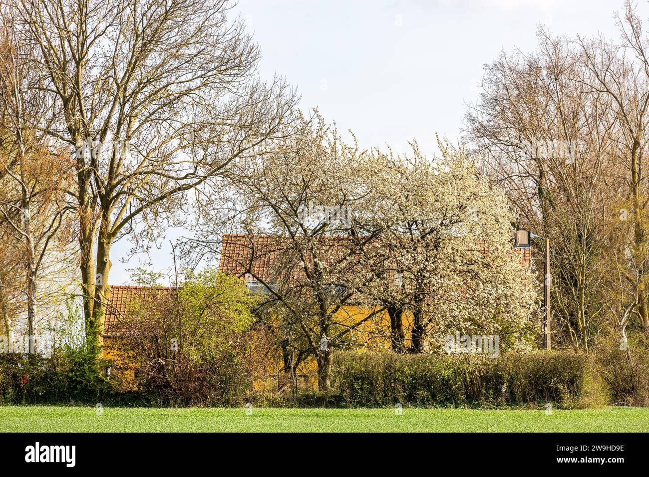 Lonely house in a grove of trees in spring Stock Photo - Alamy