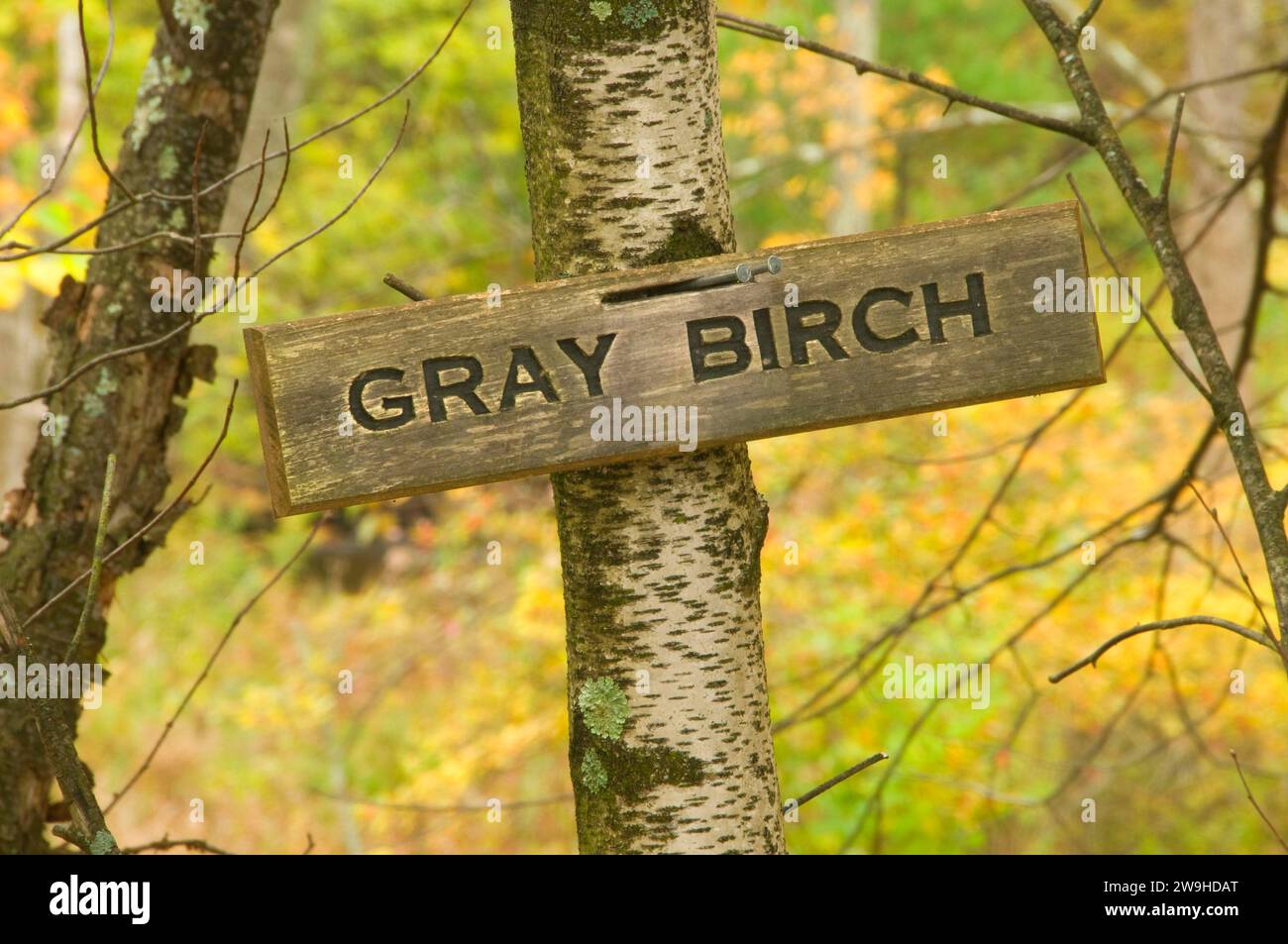 Gray birch sign, Farmington Canal Heritage Trail, Connecticut Stock ...