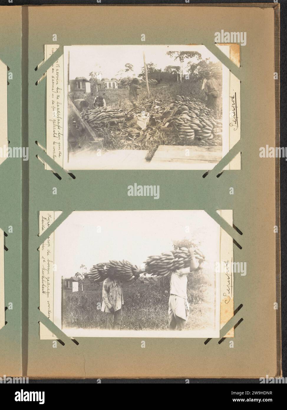 Control of the banana bunches, anonymous, c. 1912 - c. 1913 photograph ...