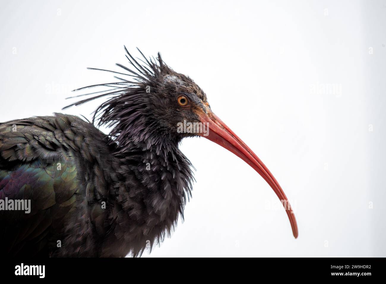 Majestic Geronticus eremita, a symbol of conservation, graces ancient ...