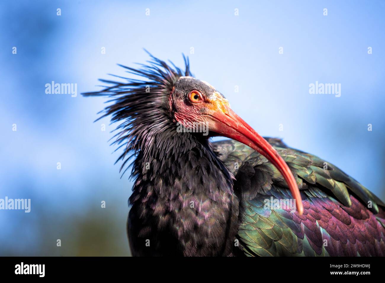 Majestic Geronticus eremita, a symbol of conservation, graces ancient ...