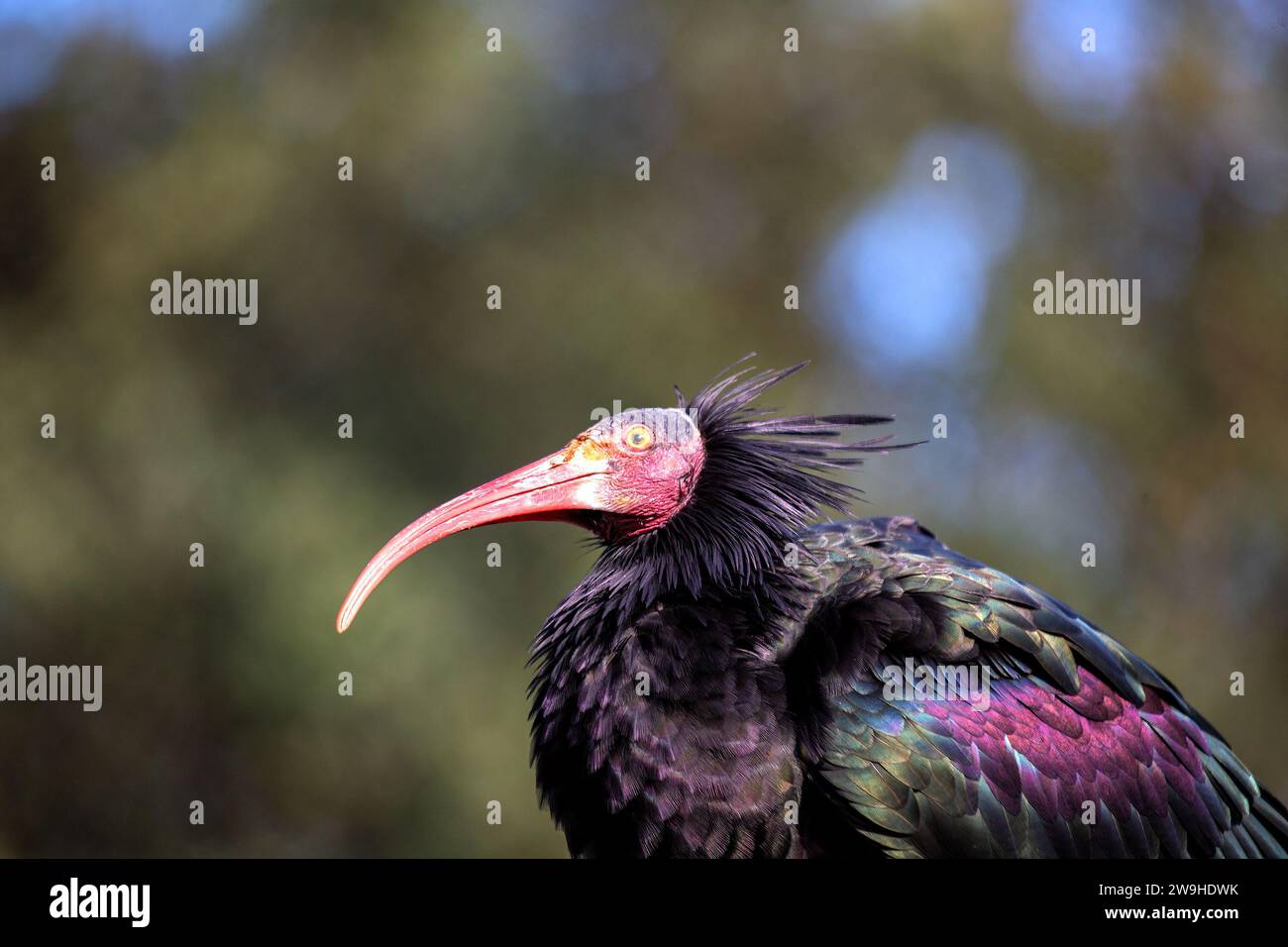 Majestic Geronticus eremita, a symbol of conservation, graces ancient ...