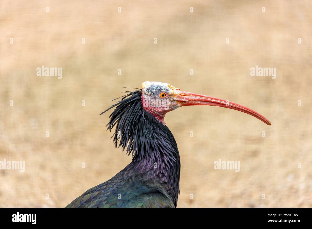 Majestic Geronticus eremita, a symbol of conservation, graces ancient ...