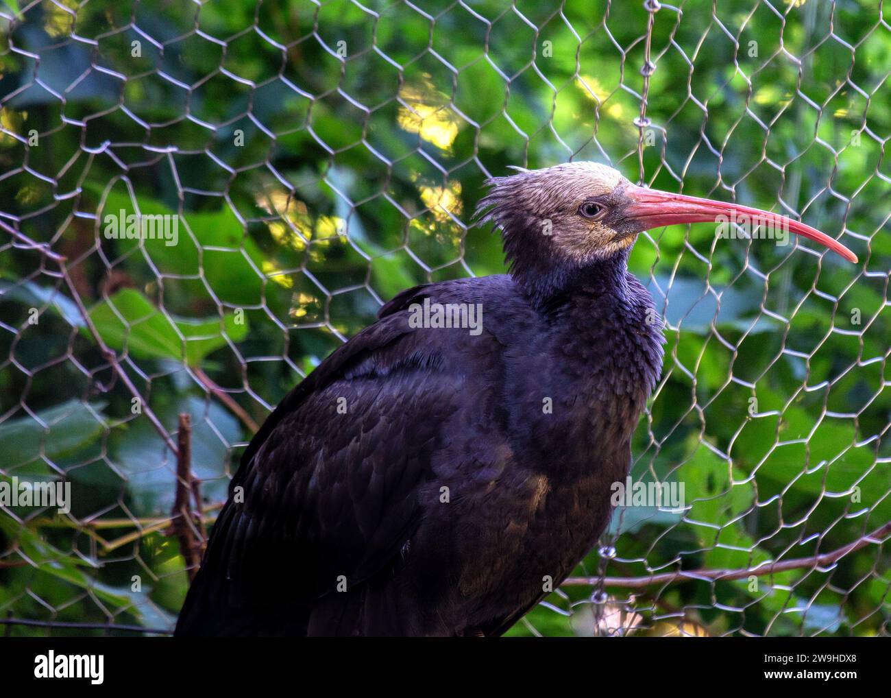 Majestic Geronticus eremita, a symbol of conservation, graces ancient ...