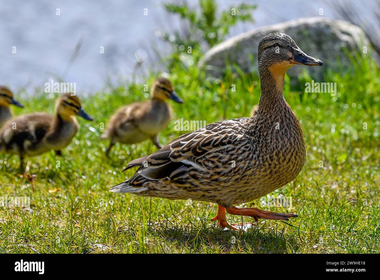 Female Mallard Duck With Her Ducklings At Kingshouse Hotel, Glencoe ...