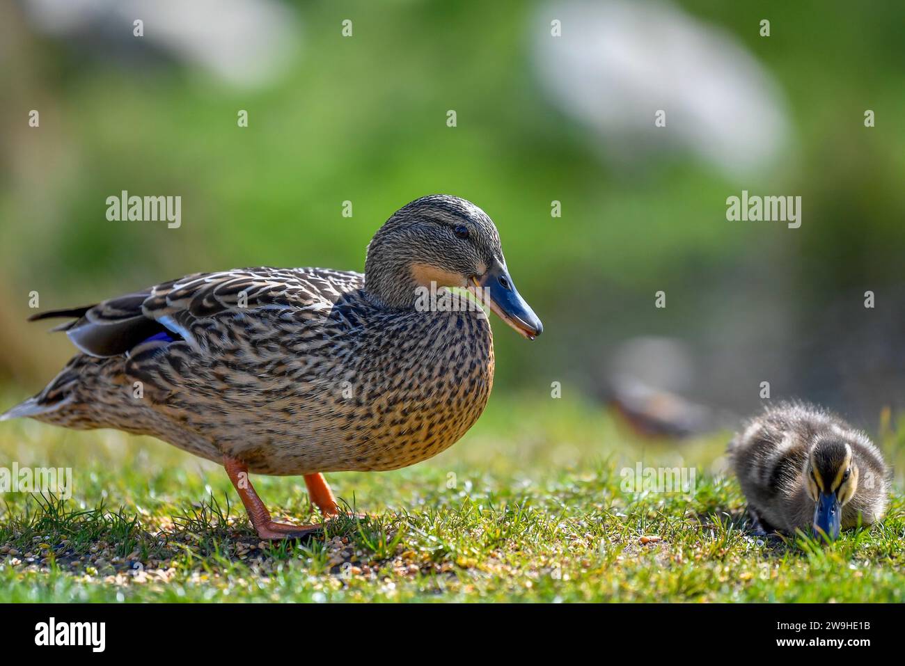 A Female Mallard Duck And Her Duckling At Kingshouse Hotel, Glencoe ...