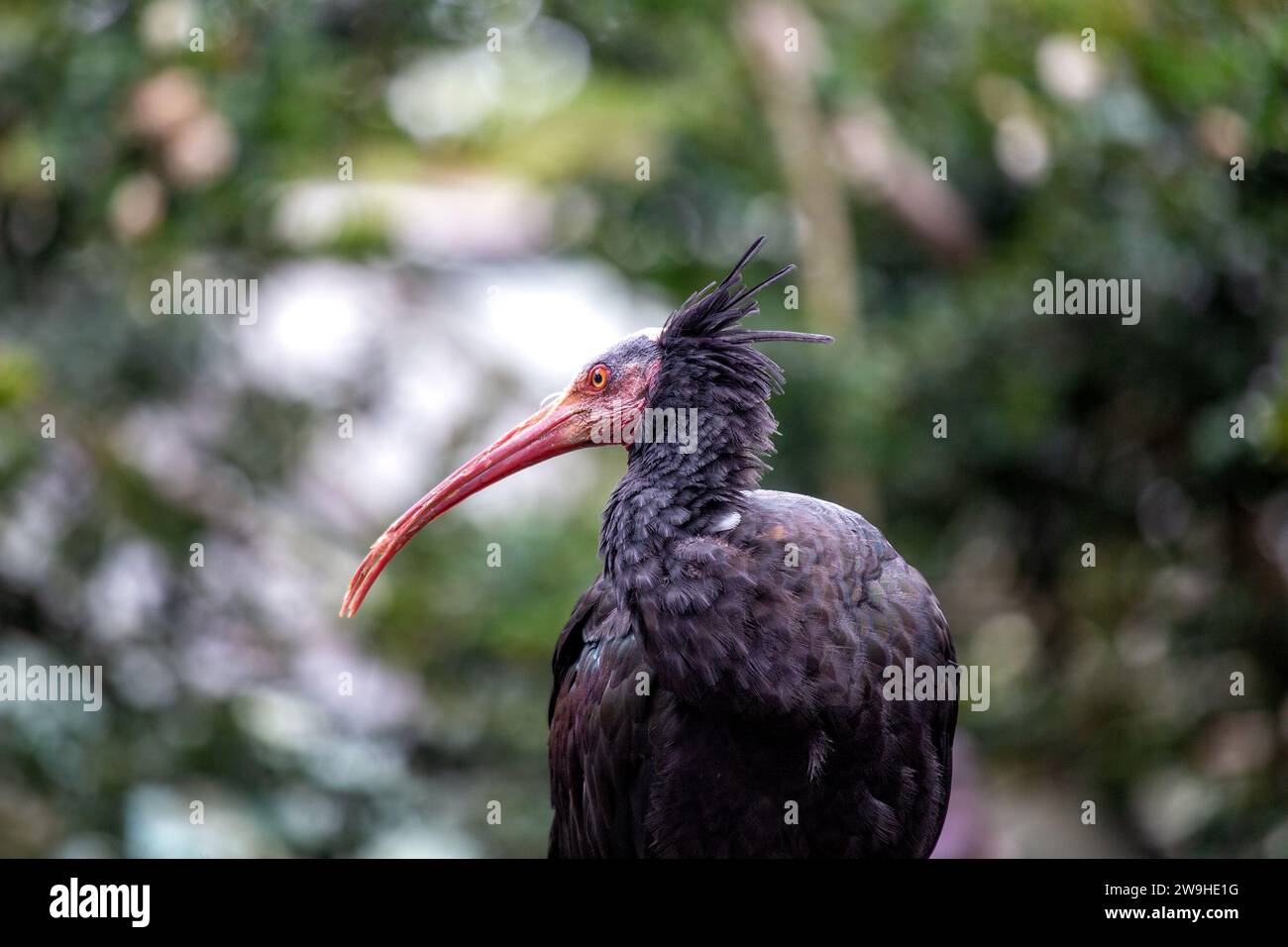 Majestic Geronticus eremita, a symbol of conservation, graces ancient ...