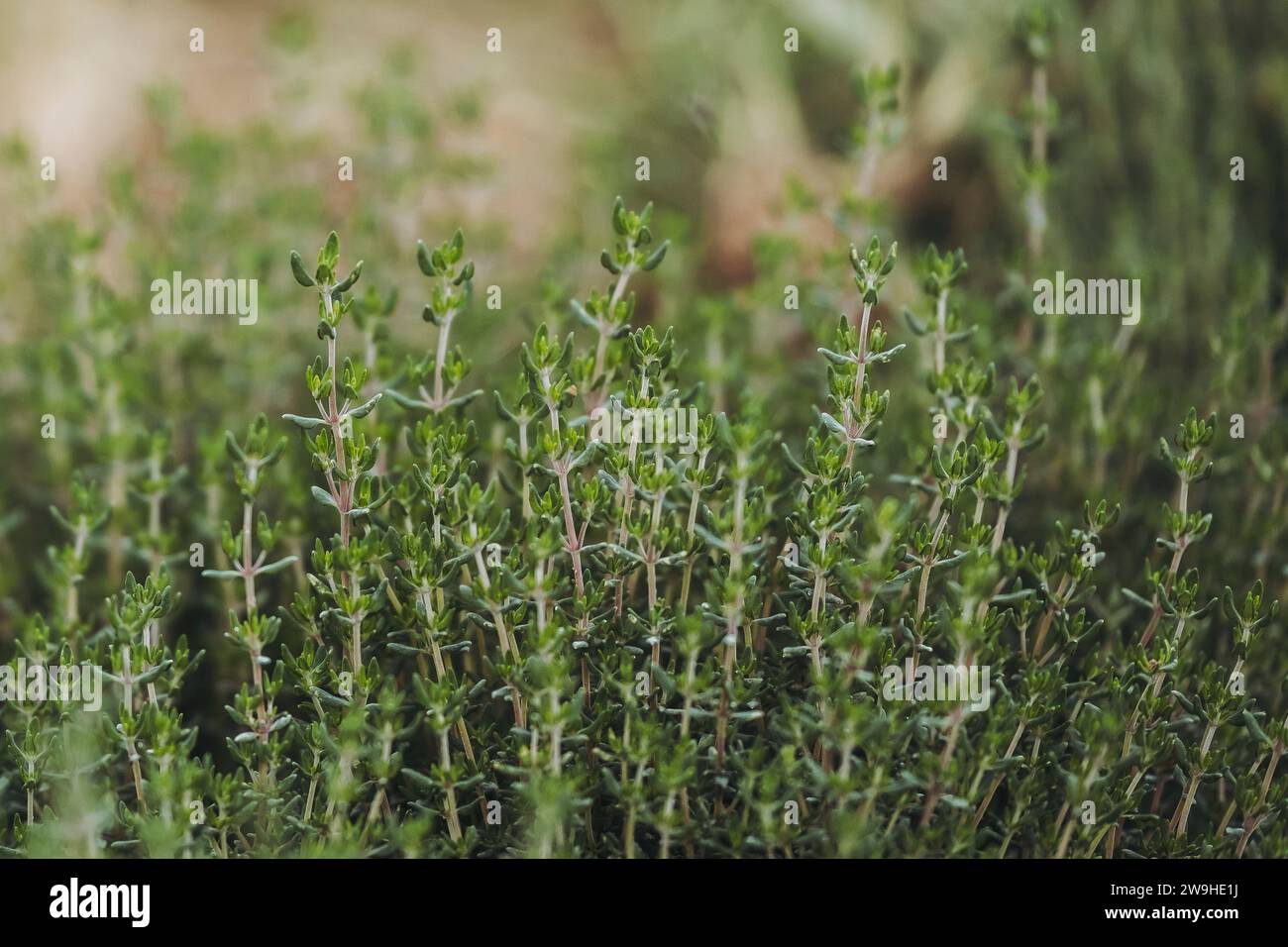 Thyme plants in a field - Aromatic herbs Stock Photo - Alamy