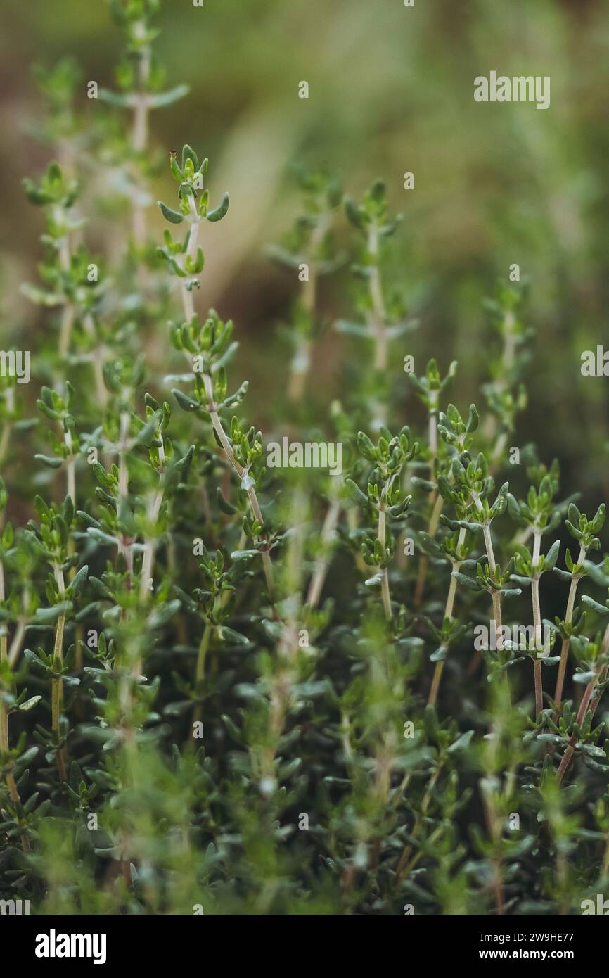 Thyme plants in a field - Aromatic herbs Stock Photo - Alamy