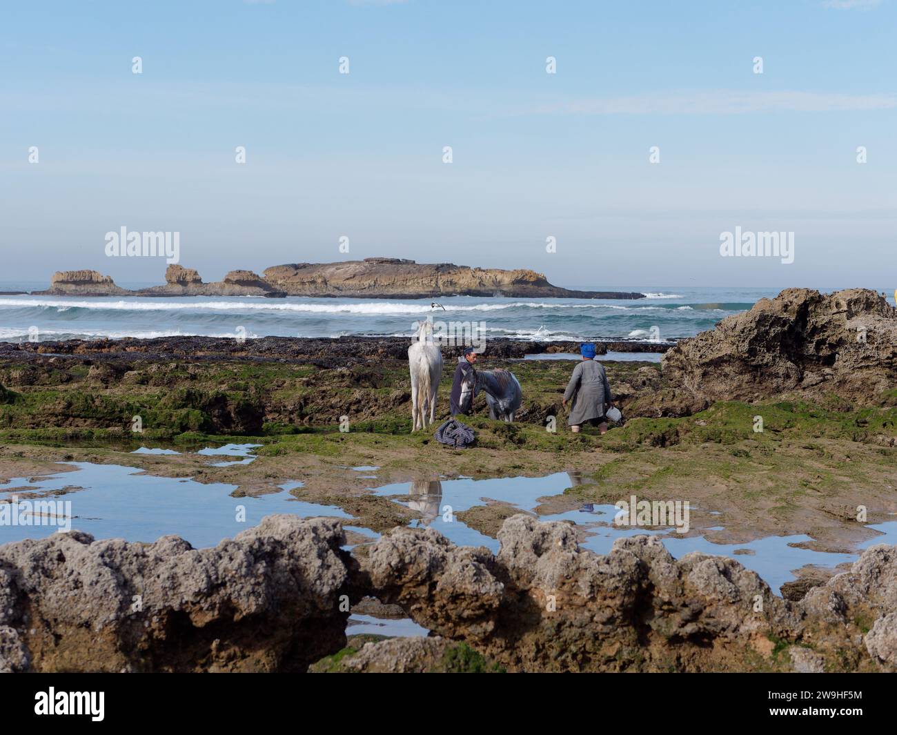 Men wash down horses in tidal pools with the sea and outcrop behind in ...