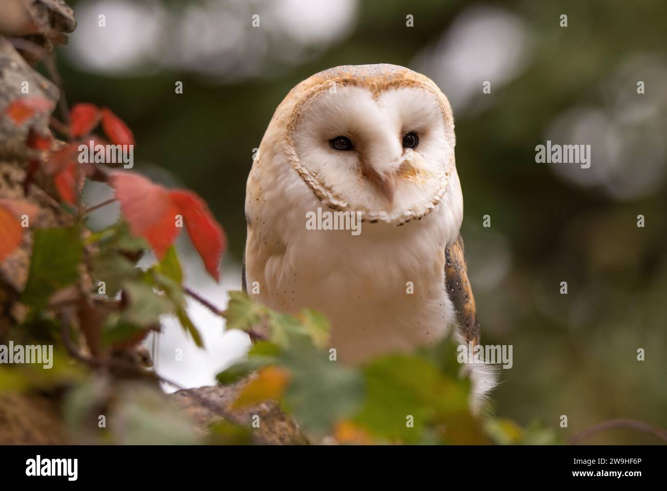 Barn owl (Tyto alba) sitting on a stone wall. Forest in background ...