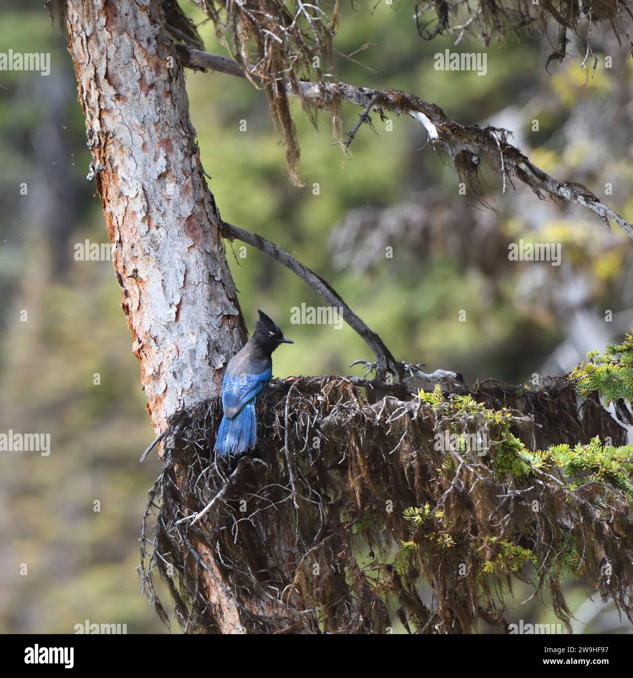 Steller's jay (Cyanocitta stelleri) is a bird native to western North ...