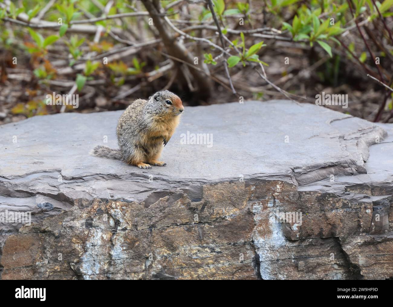 A Columbian Ground Squirrel or 'Gopher' searching for food in the ...