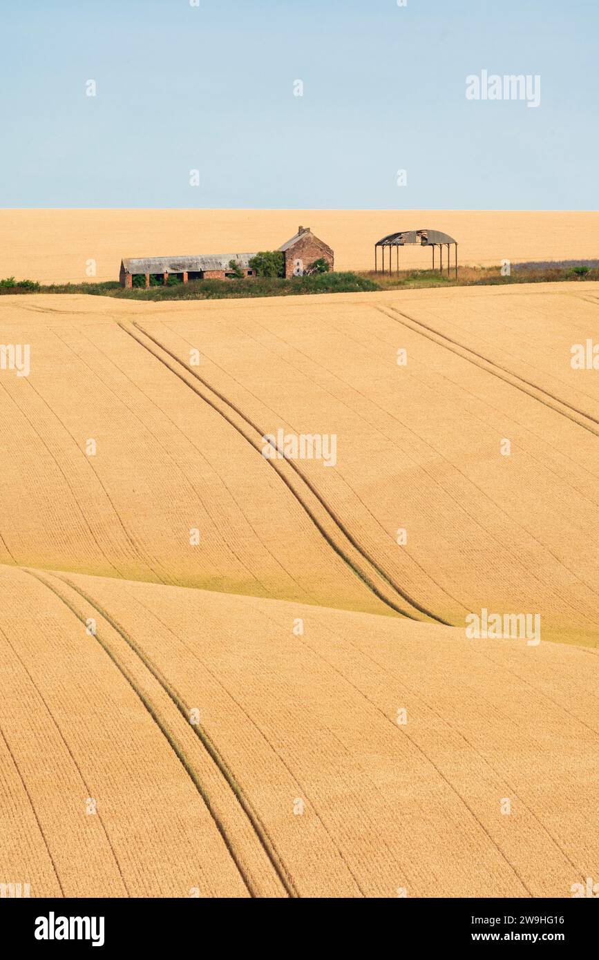 Wheat crop lines on rolling chalk fields at Burdale, near Fridaythorpe ...