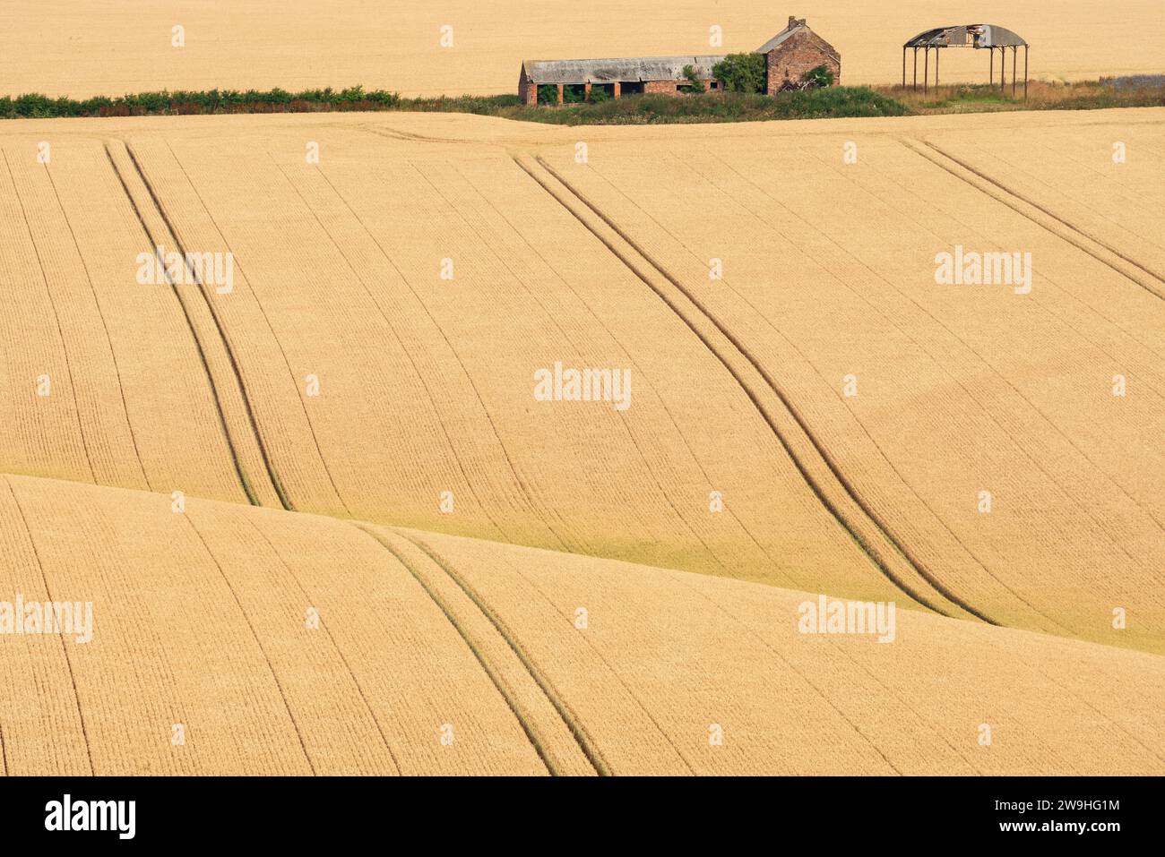 Wheat crop lines on rolling chalk fields at Burdale, near Fridaythorpe ...