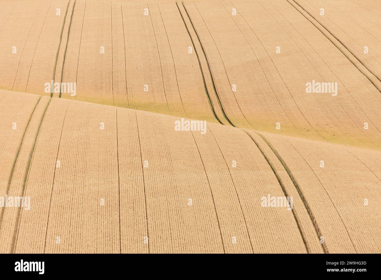 Wheat crop lines on rolling chalk fields at Burdale, near Fridaythorpe ...