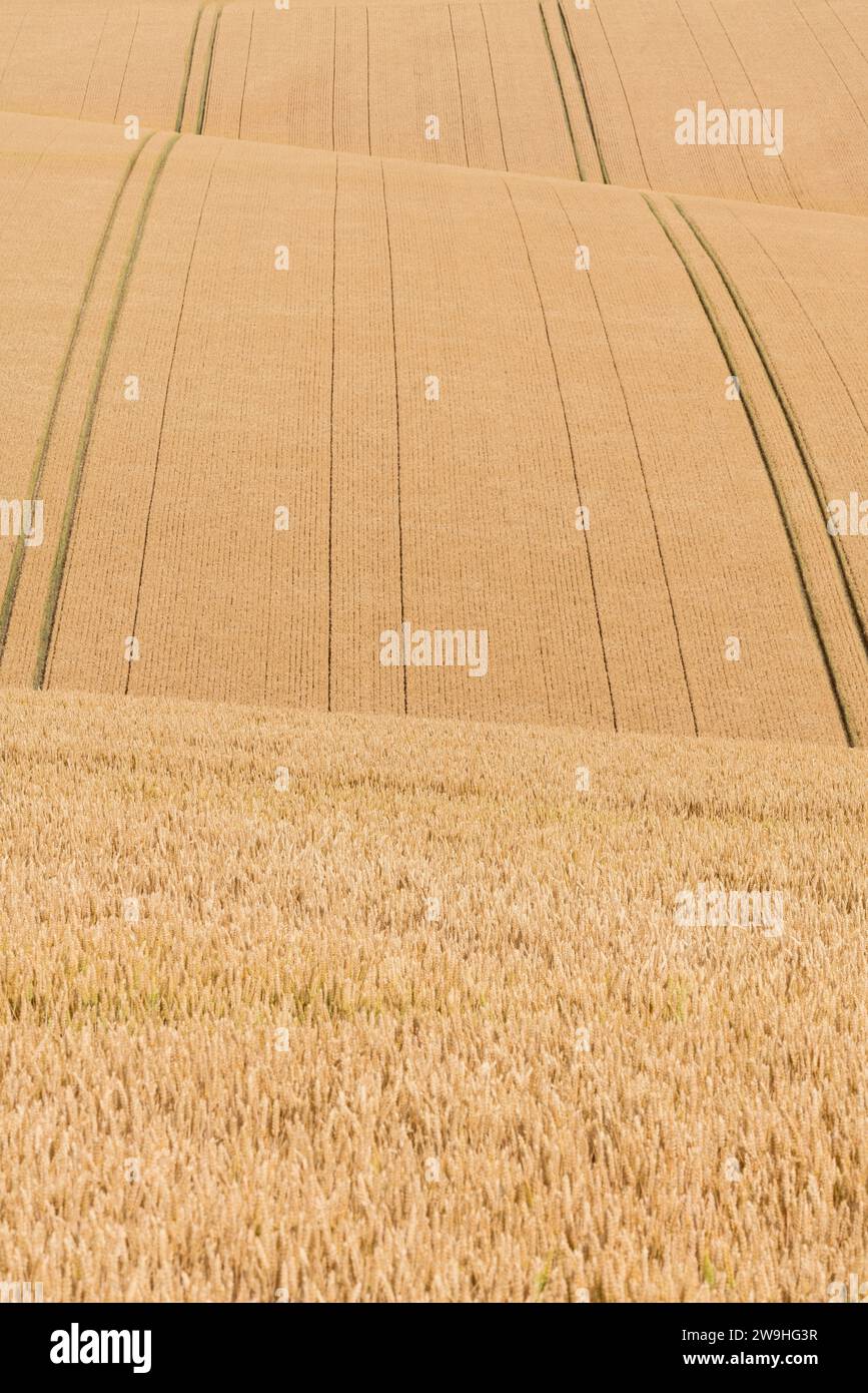 Wheat crop lines on rolling chalk fields at Burdale, near Fridaythorpe ...