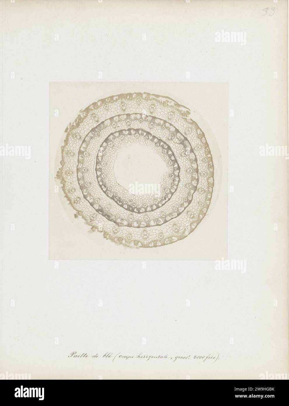 Cross -section of three stems Korenstro, microscopic 2000 times ...